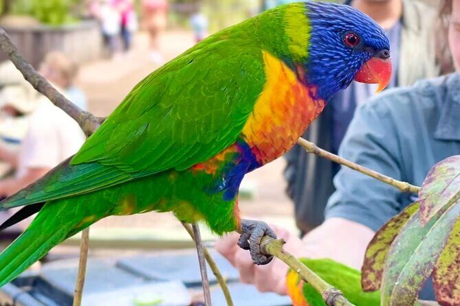Baby Animals, Boomerangs and BBQ Lunch - Transportation and Group Size