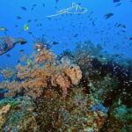 Bali/Amed: 2 Fun Dives for Certified Divers with Transfers - What Travelers Say