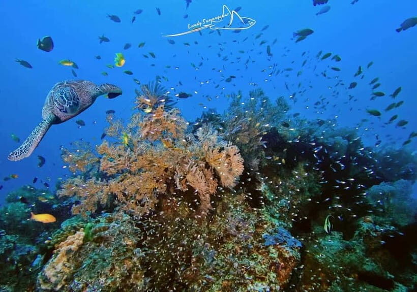 Bali/Amed: 2 Fun Dives for Certified Divers with Transfers - What Travelers Say