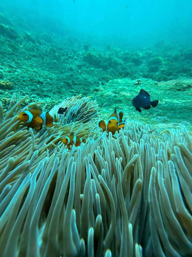 Bali: Blue Lagoon Snorkeling, Waterfall, and Plantation - The Value of This Tour