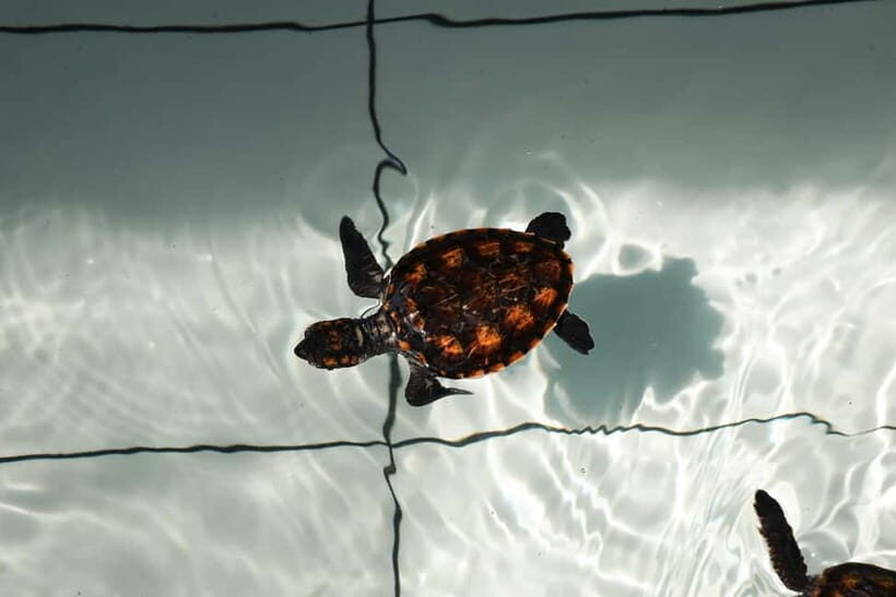 Bali: Horse Riding & Turtle Release Experience at Saba Beach - Connecting with Conservation: The Turtle Release