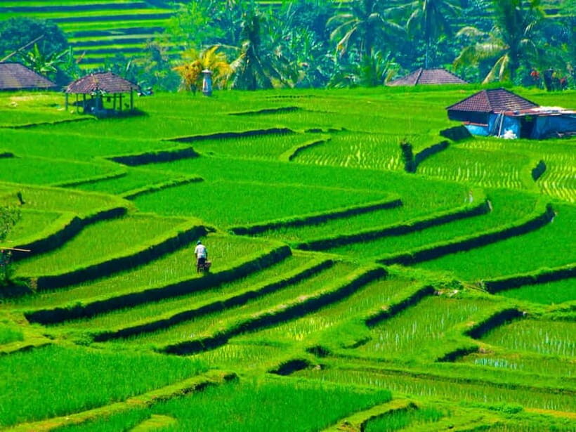 Bali: Jatiluwih Rice Terraces, Sangeh Forest & Coffee Tour - A Aromatic Journey at the Coffee Plantation