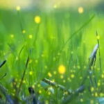 Bali: Magical Night Firefly Tour & Authentic Culture insight - Who This Tour Is Best For