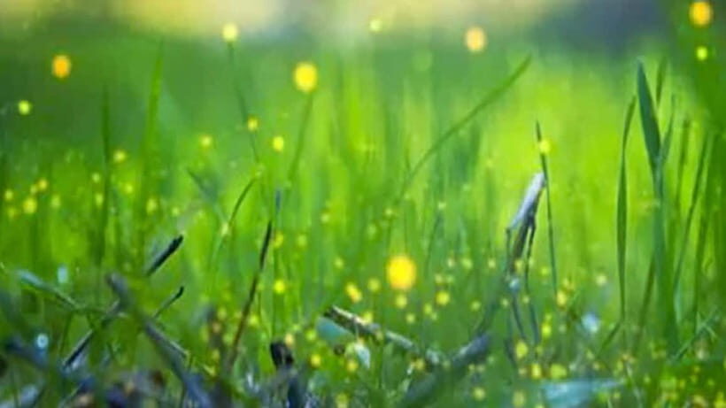 Bali: Magical Night Firefly Tour & Authentic Culture insight - Who This Tour Is Best For