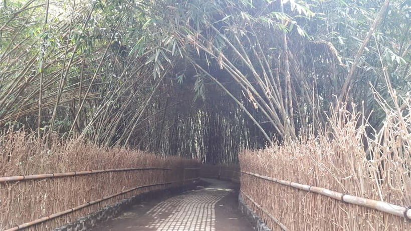 Bali: Penglipuran Village, Waterfall, and Night Market Tour - The Bamboo Forest: Nature’s Zen Garden
