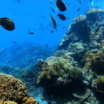 Bali: Private Snorkeling Trip to Blue Lagoon & Tanjung Jepun - Detailed Breakdown of the Itinerary