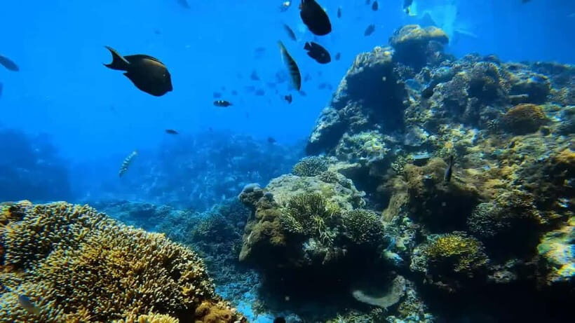 Bali: Private Snorkeling Trip to Blue Lagoon & Tanjung Jepun - Detailed Breakdown of the Itinerary