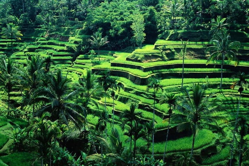 Bali Rafting ayung River Combination Private Ubud Tour - What’s Included and What’s Not