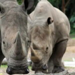 Bali: Safari Zoo and Ubud Palace and Market Day Tour - Exploring the Bali Safari and Marine Park