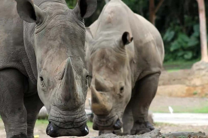 Bali: Safari Zoo and Ubud Palace and Market Day Tour - Exploring the Bali Safari and Marine Park