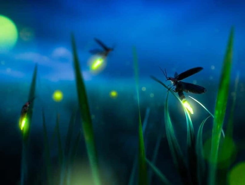 Bali: Taro Village Cycling Tour with Magical Night Fireflies - What Makes This Tour Special