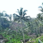 Bali: Ubud Waterfall, Village and Pool Club Day Trip - What the Tour Includes and What to Keep in Mind