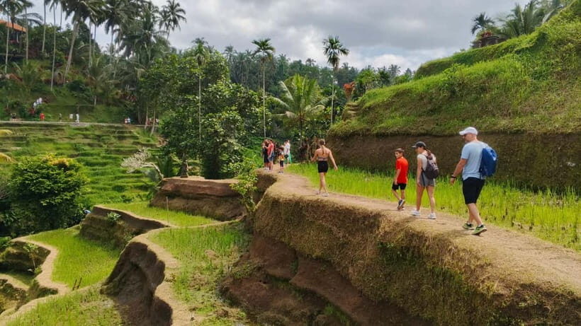 Bali: Uma Anyar Waterfall, Goa Gajah Temple & Rice Terrace - What to Expect on the Tour