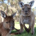 Ballarat Animals and Gold Rush Sovereign Hill Tour - Whats Included and How It Adds to the Experience