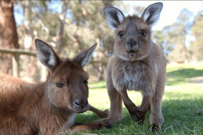 Ballarat Animals and Gold Rush Sovereign Hill Tour - Whats Included and How It Adds to the Experience