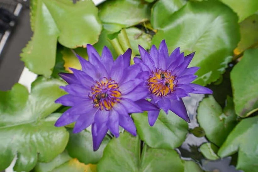 Bangkok: Canal Village Tour with EV Boat & Lunch - Wat Pak Nam: Sacred Serenity and Modern Elegance