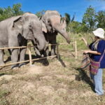 Bangkok: Elephant Sanctuary &Khao Kheow Open Zoo (Moodeng) - What Makes This Tour Stand Out?