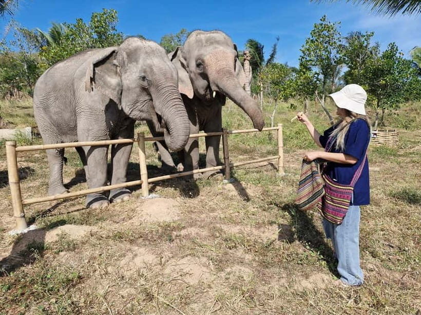 Bangkok: Elephant Sanctuary &Khao Kheow Open Zoo (Moodeng) - What Makes This Tour Stand Out?