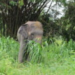 Bangkok Highlights: Ethical Elephant Care and Buffet Lunch - A Day in the Life — What to Expect