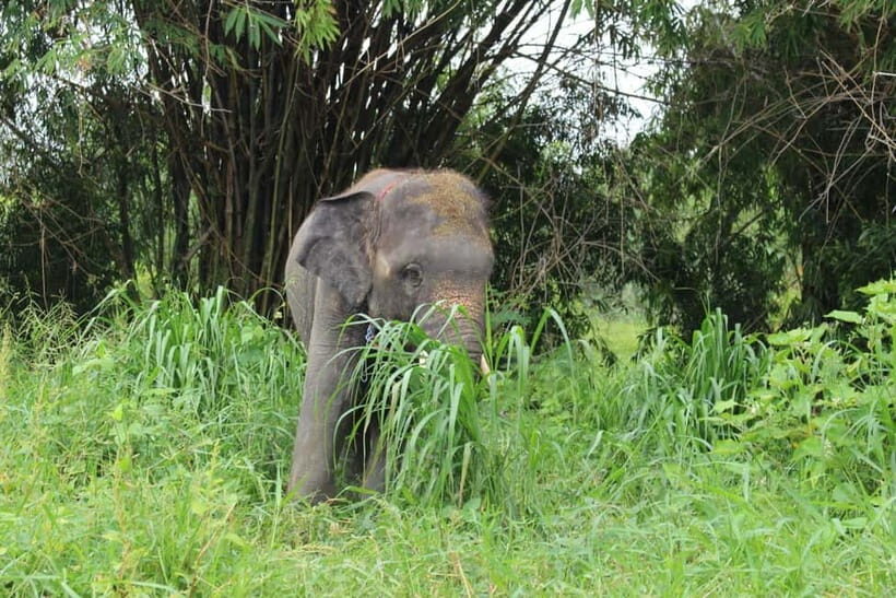 Bangkok Highlights: Ethical Elephant Care and Buffet Lunch - A Day in the Life — What to Expect