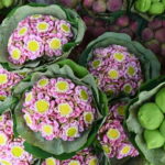 Bangkok: Lotus Fields, Orchid Farm, and Flower Market Tour - Practicalities & What to Expect