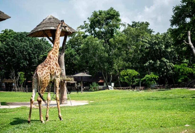 Bangkok/Pattaya: Khao Kheow Zoo Private Tour with Pickup - Who Will Love This Tour?