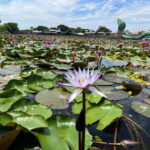 Bangkok: Red Lotus Market & Ancient Ayutthaya Day Tour - How the Day Unfolds: Practicalities and Personal Experience