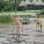 Bangkok Safari & Marine Park - The Value of the Experience