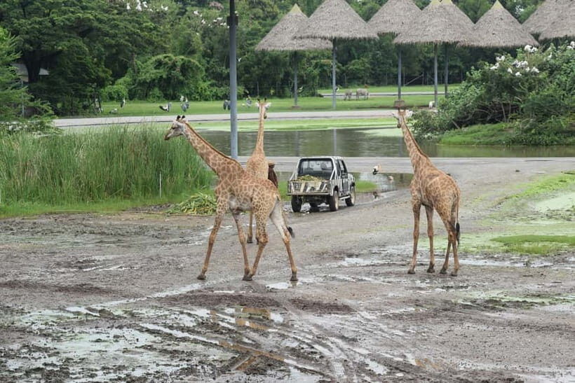 Bangkok Safari & Marine Park - The Value of the Experience