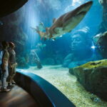Bangkok: SEA LIFE Bangkok Ocean World Entry Ticket - The Value of Your Ticket