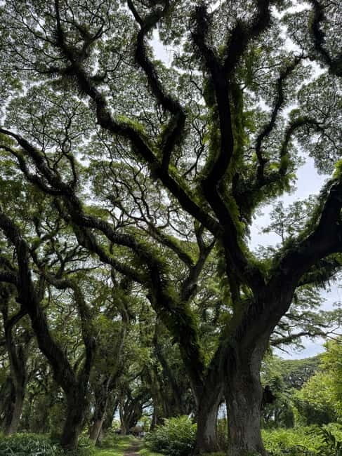 Banyuwangi: Djawatan Forest & Baluran National Park Tour - Analyzing the Value