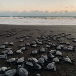 Banyuwangi: Sukamade and Green Bay 2-Day Tour - Authentic Experiences and Traveler Feedback