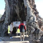 Barossa and Hahndorf Day Trip from Adelaide Including Wine Tasting and Lunch - Practical Considerations