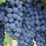 Barossa and Hahndorf Wine Tasting and Sightseeing Tour - The Sum Up