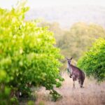 Barossa Small Group Wine Tours with Wine Tasting and Lunch - Authentic Feedback from Past Guests