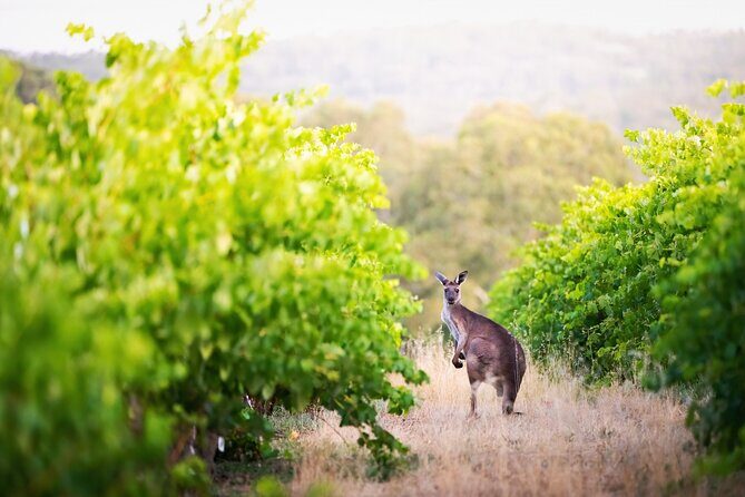 Barossa Small Group Wine Tours with Wine Tasting and Lunch - Authentic Feedback from Past Guests