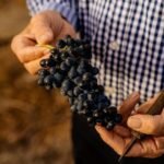 Barossa Valley Wine Tour Tastings and Lunch Included - The Wine Tastings: What’s on Offer?