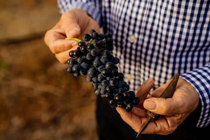 Barossa Valley Wine Tour Tastings and Lunch Included - The Wine Tastings: What’s on Offer?