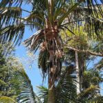 Bauntis Farm and Industry Tour in Norfolk Island - Who is this tour best for?