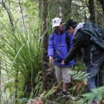 Bay of Islands Shore Excursion: Puketi Rainforest Guided Walk - The Sum Up: Who Should Book This Tour?
