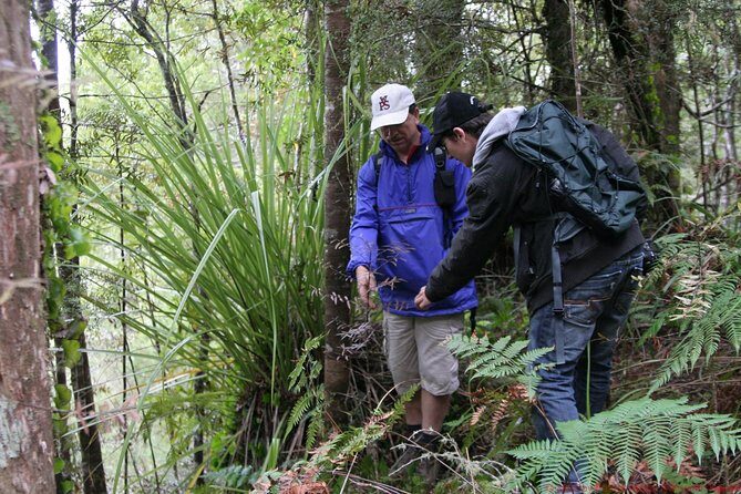 Bay of Islands Shore Excursion: Puketi Rainforest Guided Walk - The Sum Up: Who Should Book This Tour?