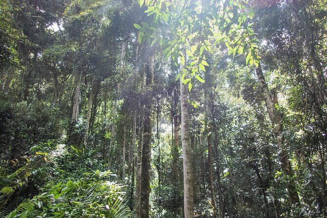 Bellthorpe Rainforest Private Tour - What’s Included and What’s Not