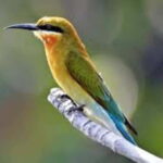 Bentota: River Safari with Hotel Pickup and Drop-Off - Why this safari offers good value