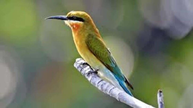 Bentota: River Safari with Hotel Pickup and Drop-Off - Why this safari offers good value