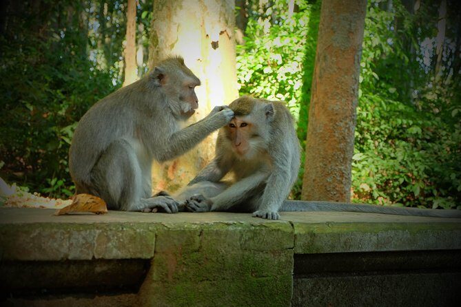 Best of Bali Half Day Tour: Monkey Forest & Tanah Lot Sunset (All Inclusive) - Transportation and Timing