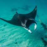 Best of Ningaloo Mantas and More - The Value of This Tour