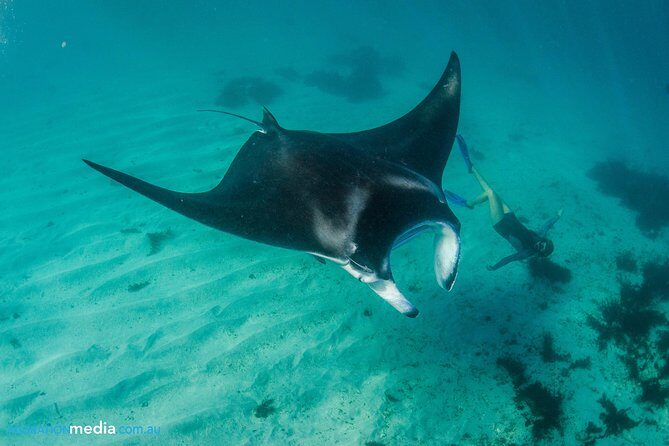 Best of Ningaloo Mantas and More - The Value of This Tour