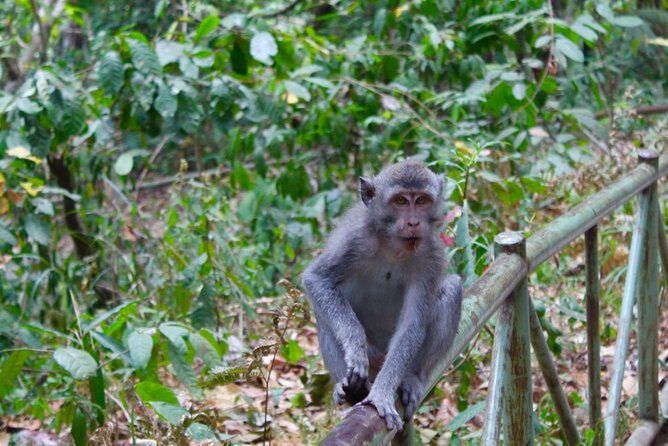 Best Sendang Gile and Tiu Kelep Waterfalls Tour - Who Will Love This Tour?