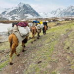 Best trekking tour in Mongolia - Exploring Mongolia’s Best Trekking Experience