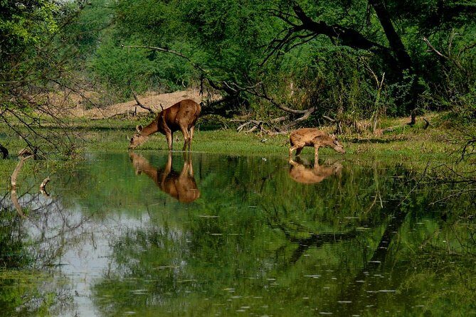 Bharatpur Birding adventure from Delhi - The Sum Up
